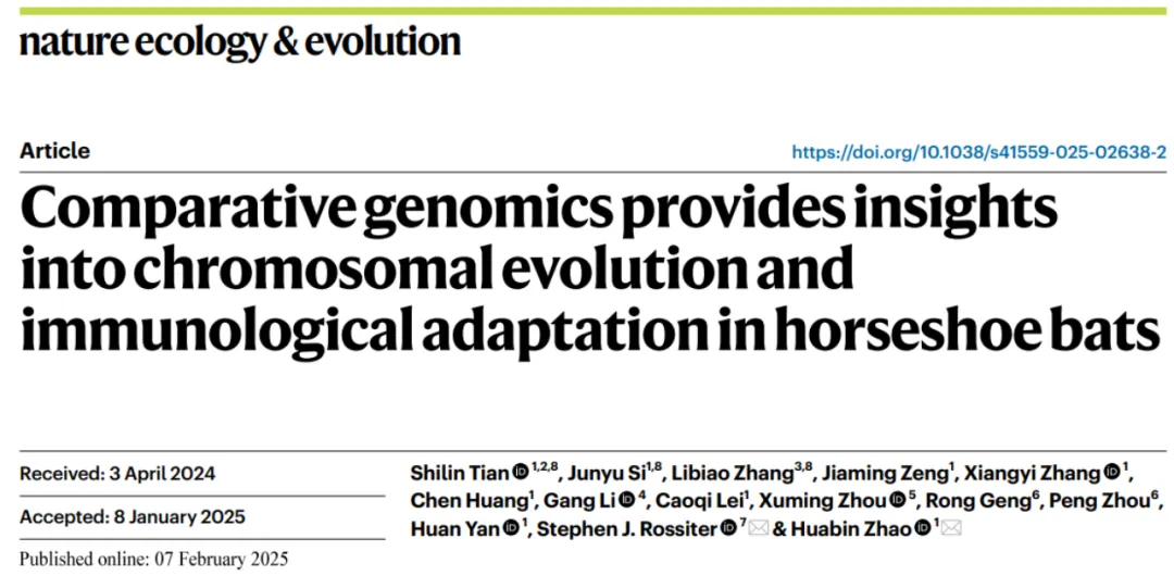 合作文章Nat Ecol Evol（IF：13.9） | 比较基因组学揭示了菊头蝠科蝙蝠的染色体演化及其免疫适应机制 - 知乎