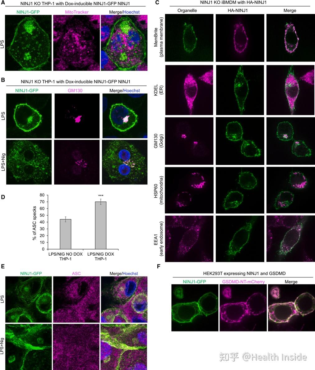 NINJ1通过切割和释放膜盘介导质膜破裂 - 知乎