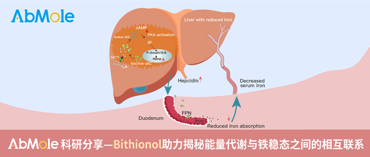 AbMole推荐—Bithionol助力揭秘能量代谢与铁稳态之间的相互关联 - 知乎
