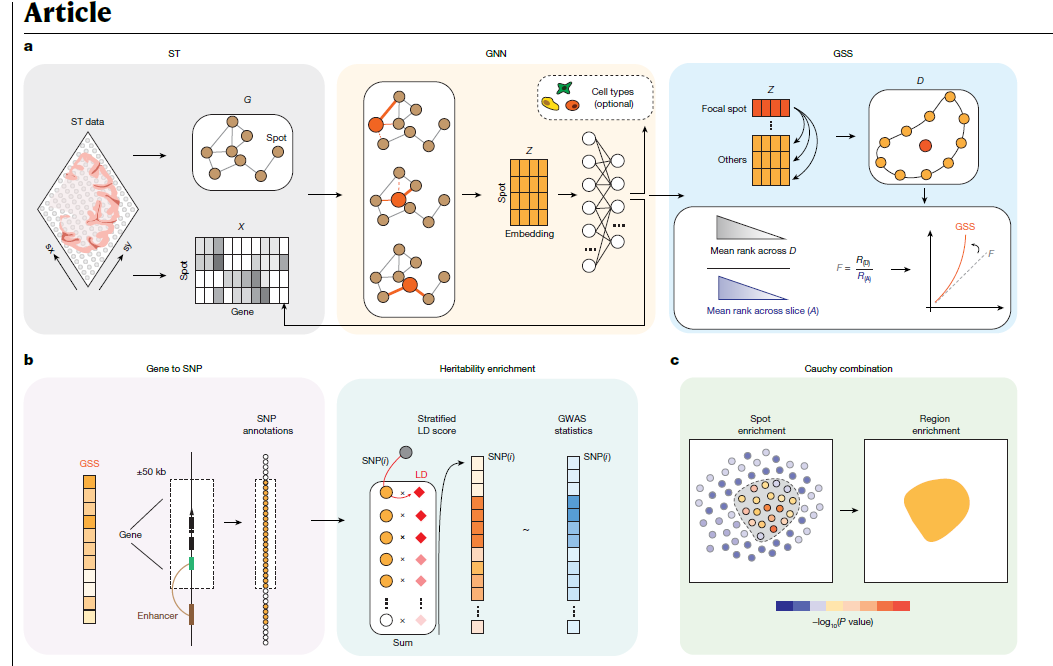 以gsMAP和cell2fate为例，按照实验设计的方式来阅读读计算生物学的研究论文 - 知乎