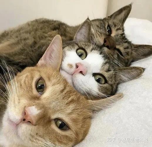 化毛膏适宜的用药频率 - 知乎