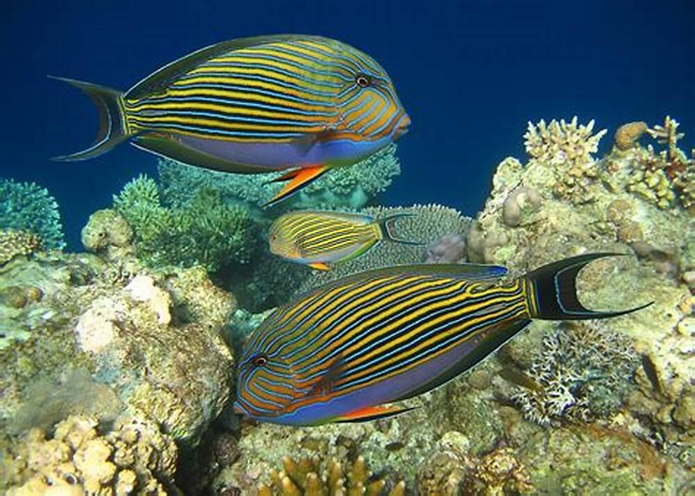 “fish”鱼是可数的还是不可数名词？（转）Is fish countable or uncountable?