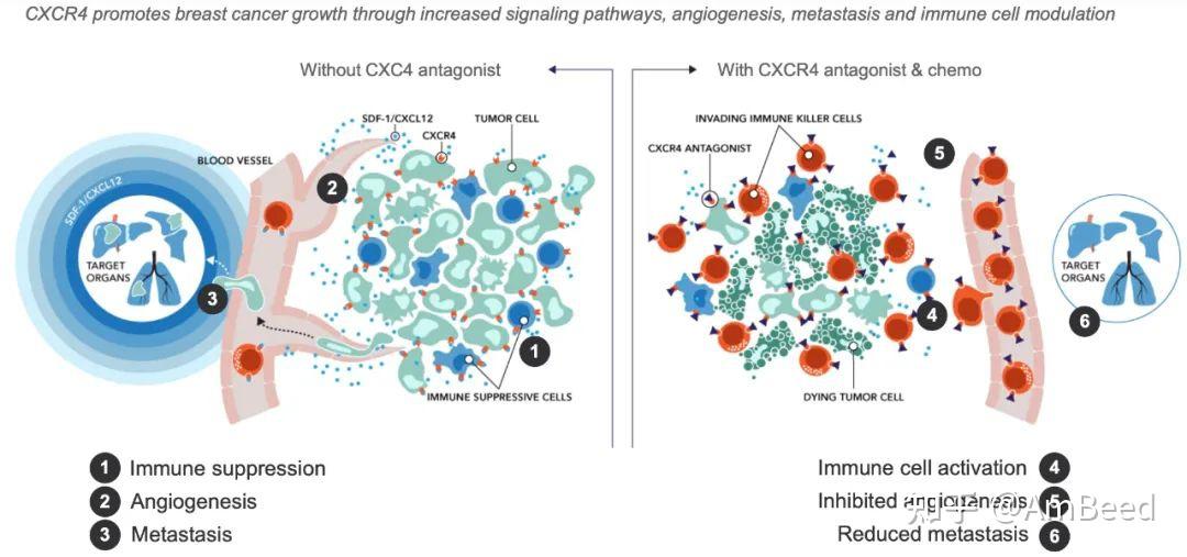 【AmBeed解析】CXCR4作用靶点及作用机制的分析 - 知乎