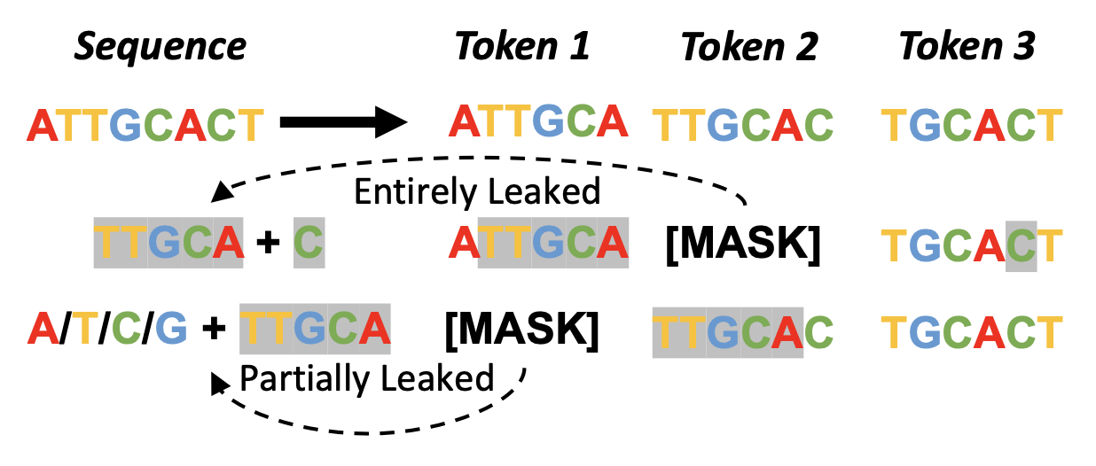 (二) DNABERT 技术解读 - 知乎