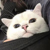 详解CISP系列认证，CISP=CISE+CISO？ - 知乎