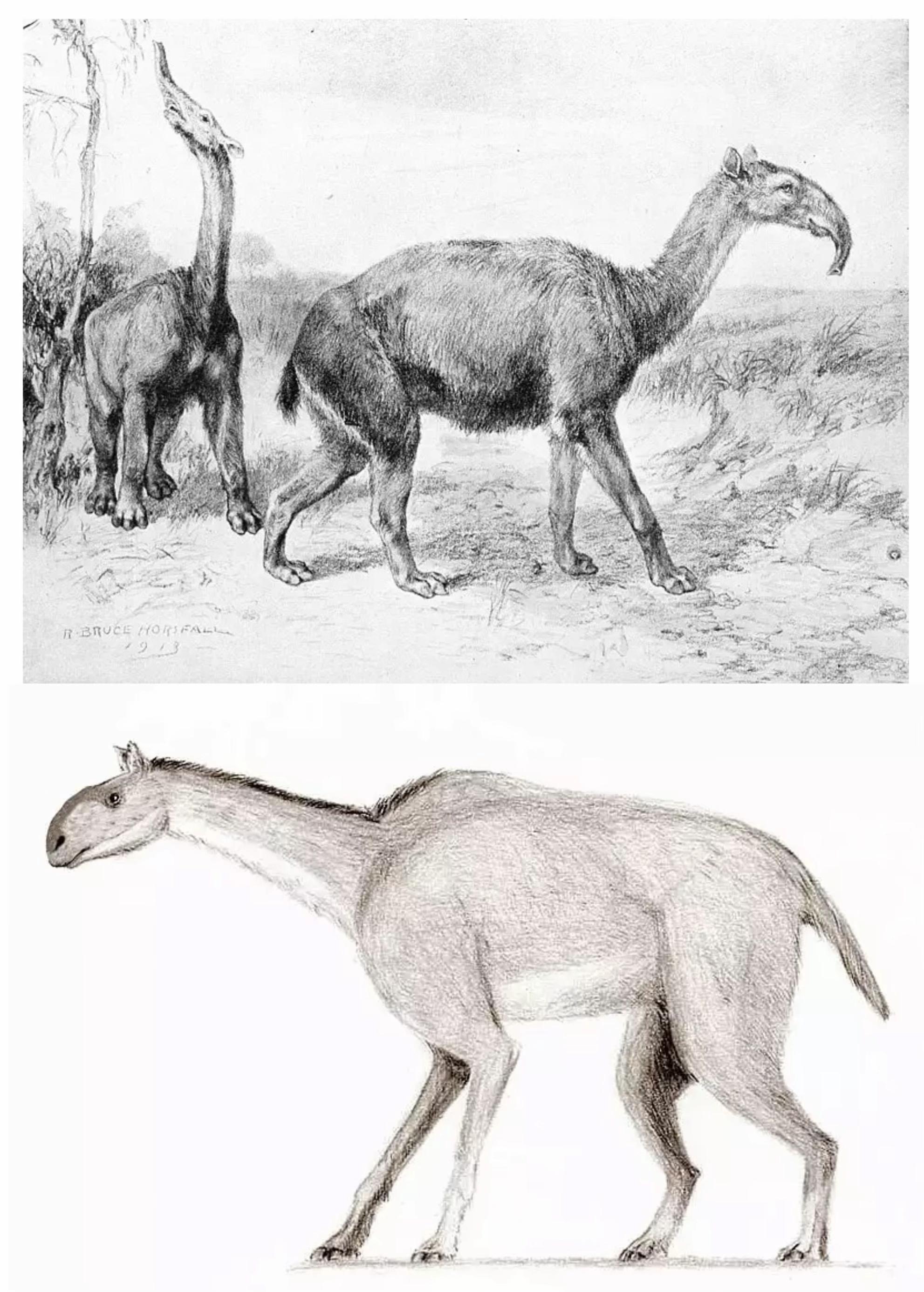 真兽类已灭绝的目分别属于真兽亚纲的哪个总目？ - 知乎