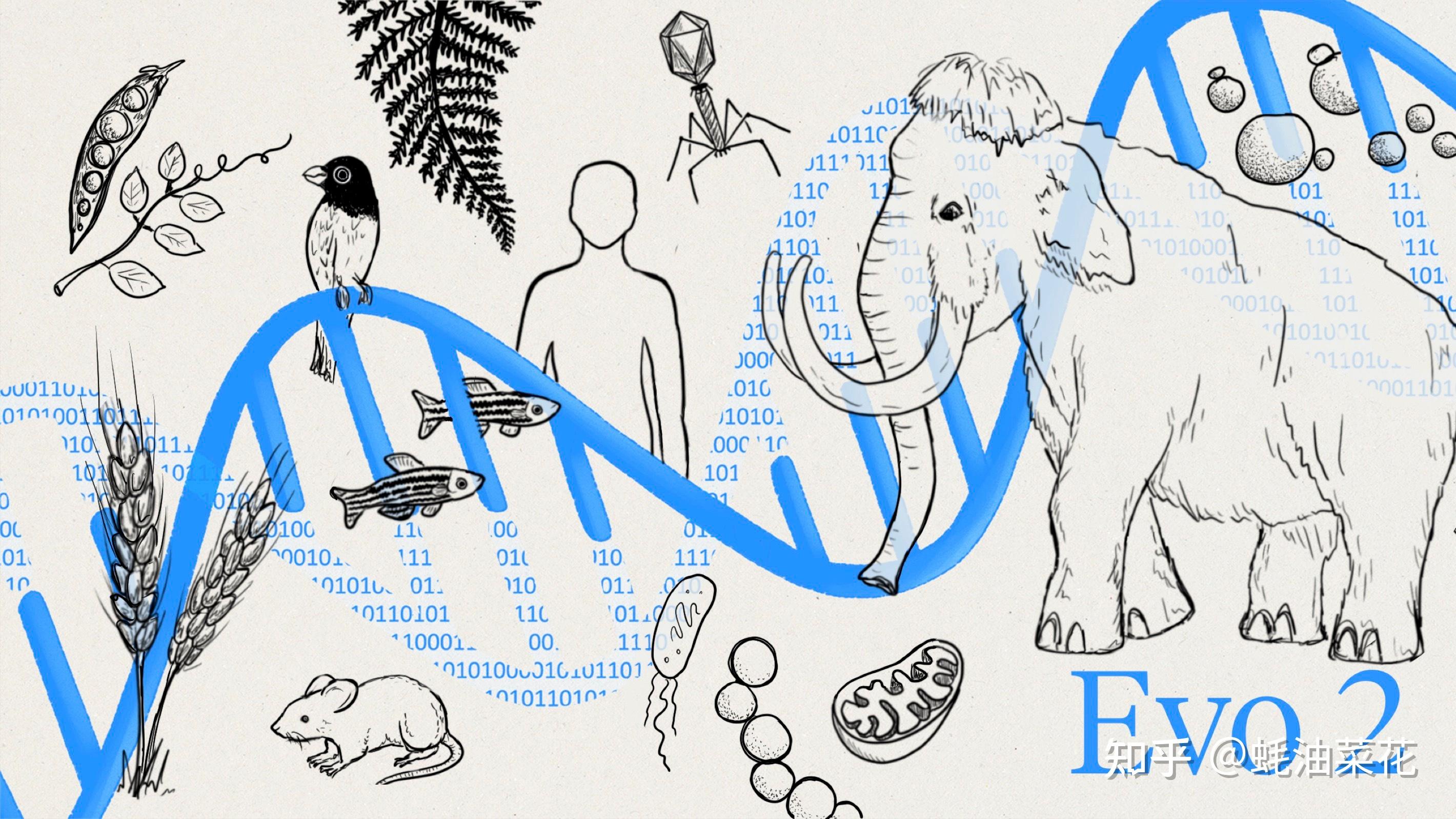 Evo 2：基因编程AI革命！！DNA版GPT-4问世：100万碱基全解析，自动设计基因编辑器 - 知乎