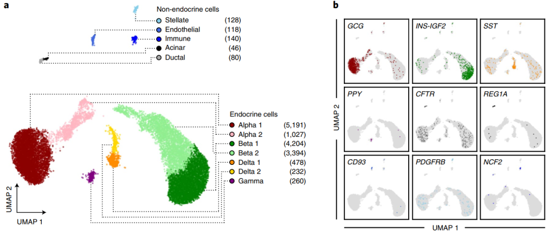 利用10x Genomics单细胞ATAC-Seq揭示糖尿病胰岛细胞类型和特异性调控机制 - 知乎