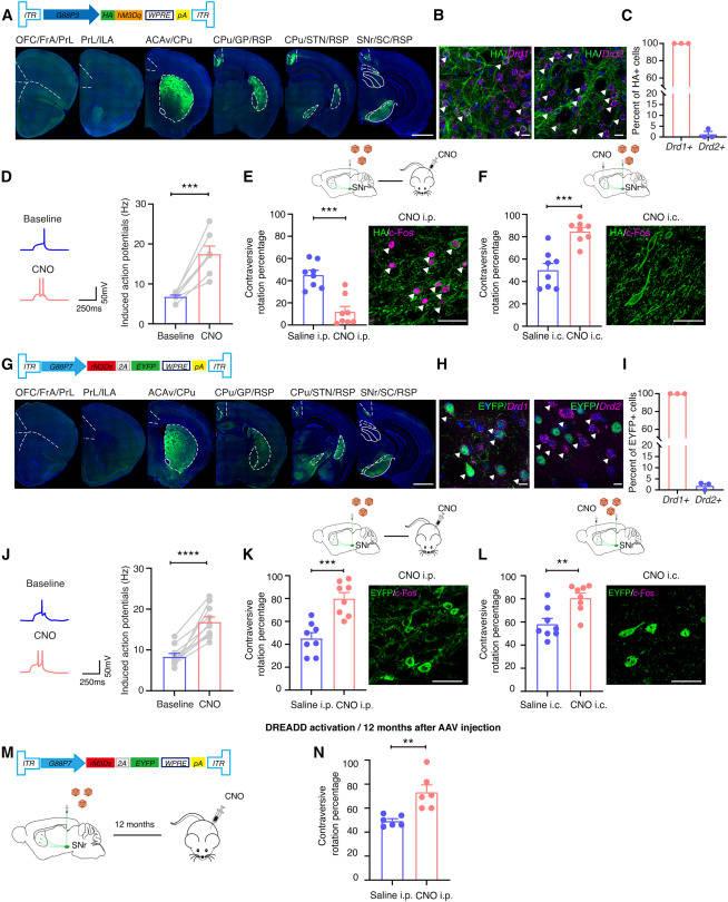 Cell丨基因治疗帕金森，精确激活 D1-MSN，逆转病理模型的核心症状 - 知乎