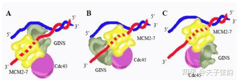psf1-psf3在生物学上是什么? - 知乎