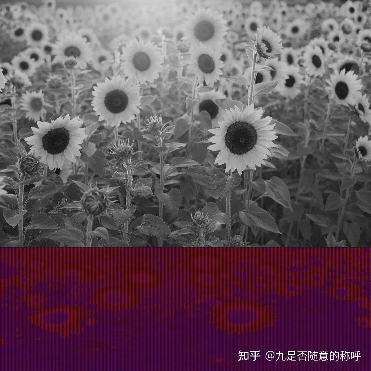 yuv转rgb,420,422,NV12, NV21,I420,YV12,YVYU,YUY2,UYVY, NV16, NV61,NV24 ...