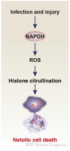 各类细胞死亡的方式与机制总结 - 知乎