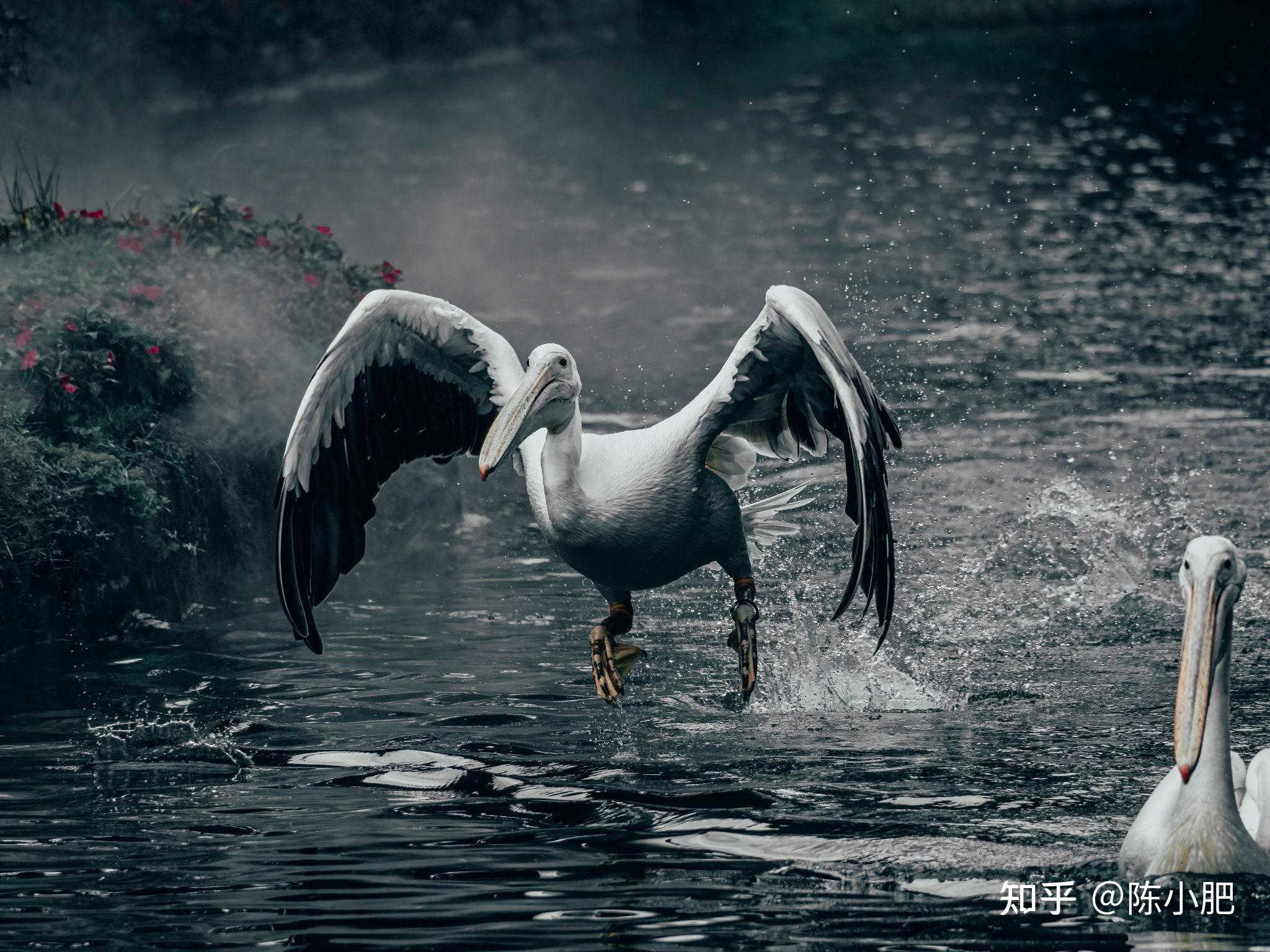 骁勇轻骑——奥林巴斯75-300 ii使用体验 - 知乎