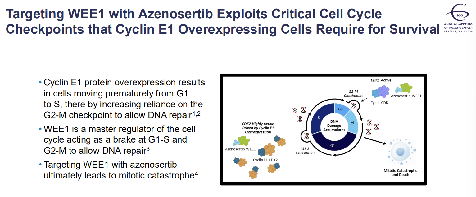 SGO2025：WEE1抑制剂Azenosertib在CCNE1阳性铂耐药卵巢癌中的疗效 - 知乎