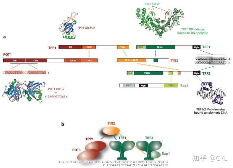 【文献翻译】Shelterin如何保护哺乳动物的端粒 - 知乎