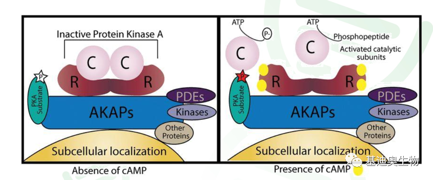 第一个发现的细胞内第二信号——cAMP信号通路（下） - 知乎
