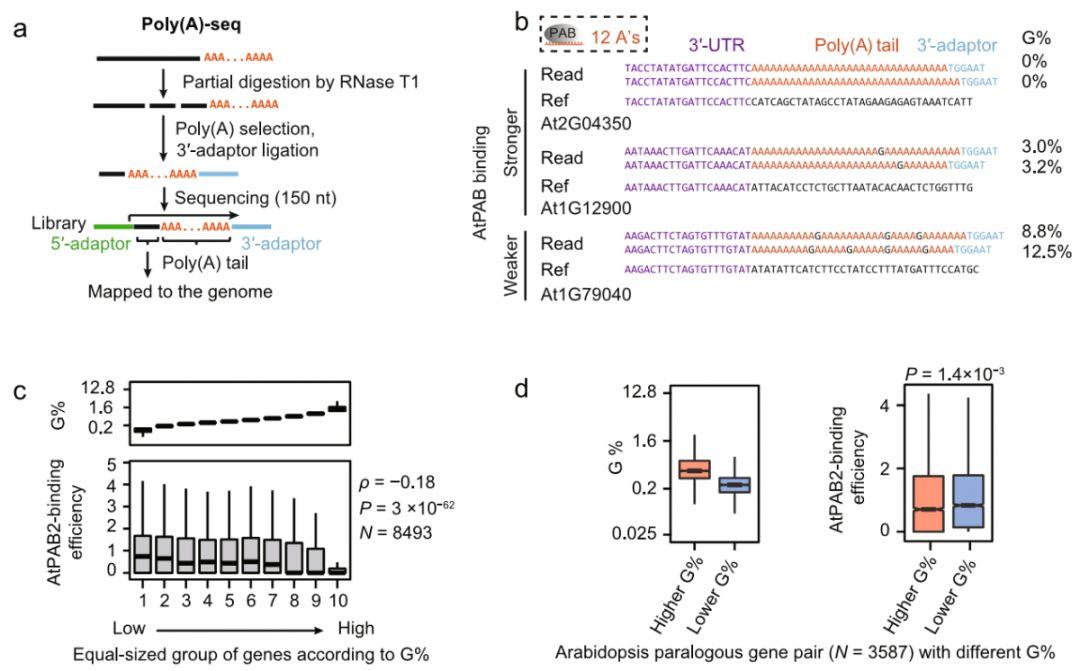 高分案例 | Poly(A)-seq技术有效且高质量解决mRNA尾研究的问题 - 知乎