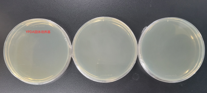 快问快答10|培养酵母菌的YPDA有哪些常见问题？ - 知乎
