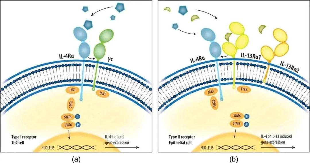 全面解析！哮喘和特应性皮炎的强势靶点IL-4R - 知乎