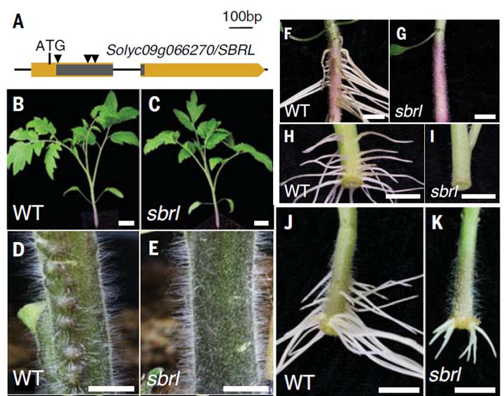 Science | 茎上生根？这类转录因子很关键！植物根起始的保守调控机制被揭示 - 知乎