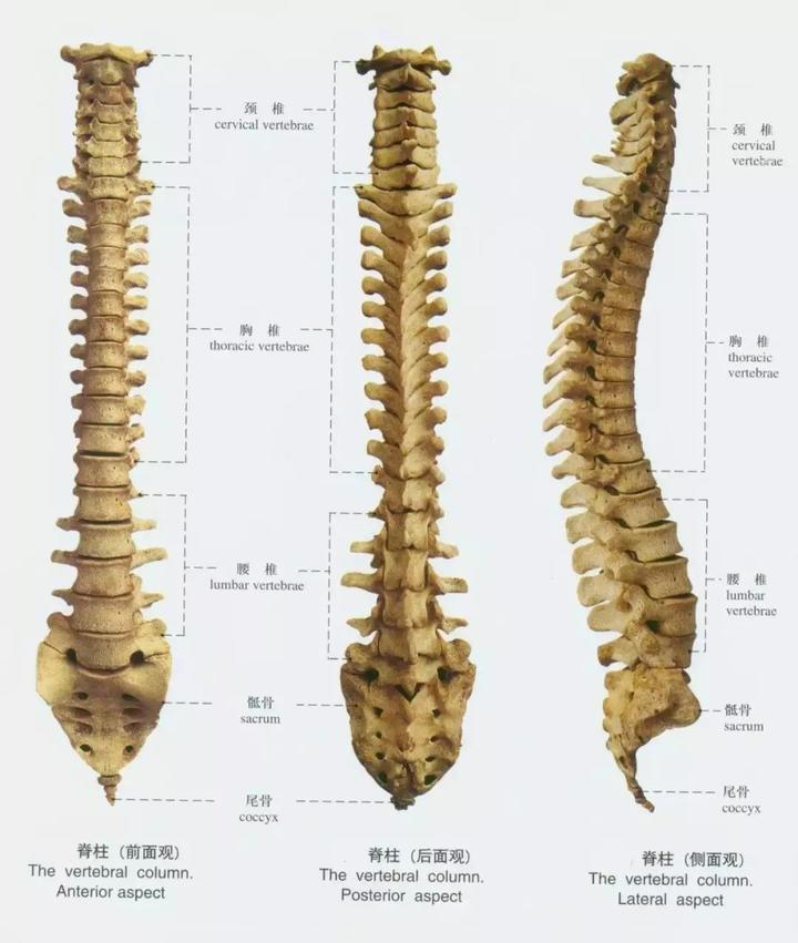 腰椎L3-L4膨出，L4-L5突出，L5-s1脱出是什么意思 - 知乎