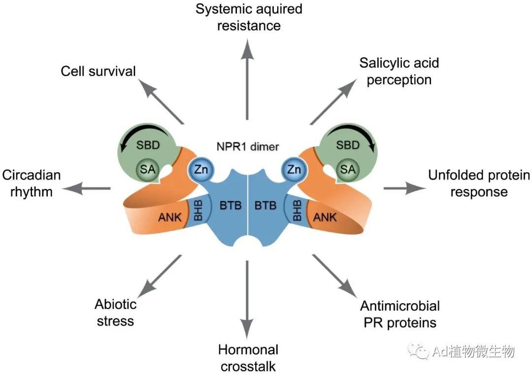 Molecular Cell 董欣年院士团队综述植物在生物和非生物胁迫下生存的关键免疫调节因子 - 知乎
