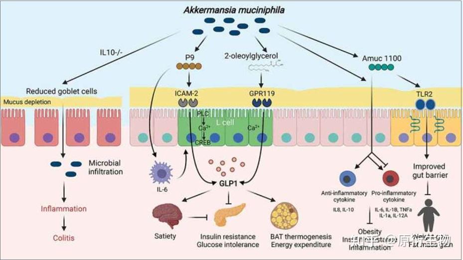 为什么AKK菌对瘦身、减肥有效？如何选择和使用？ - 知乎