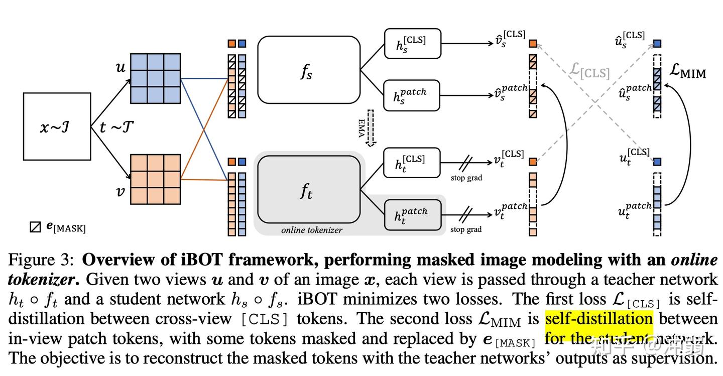 一篇文章搞懂iBOT - 知乎
