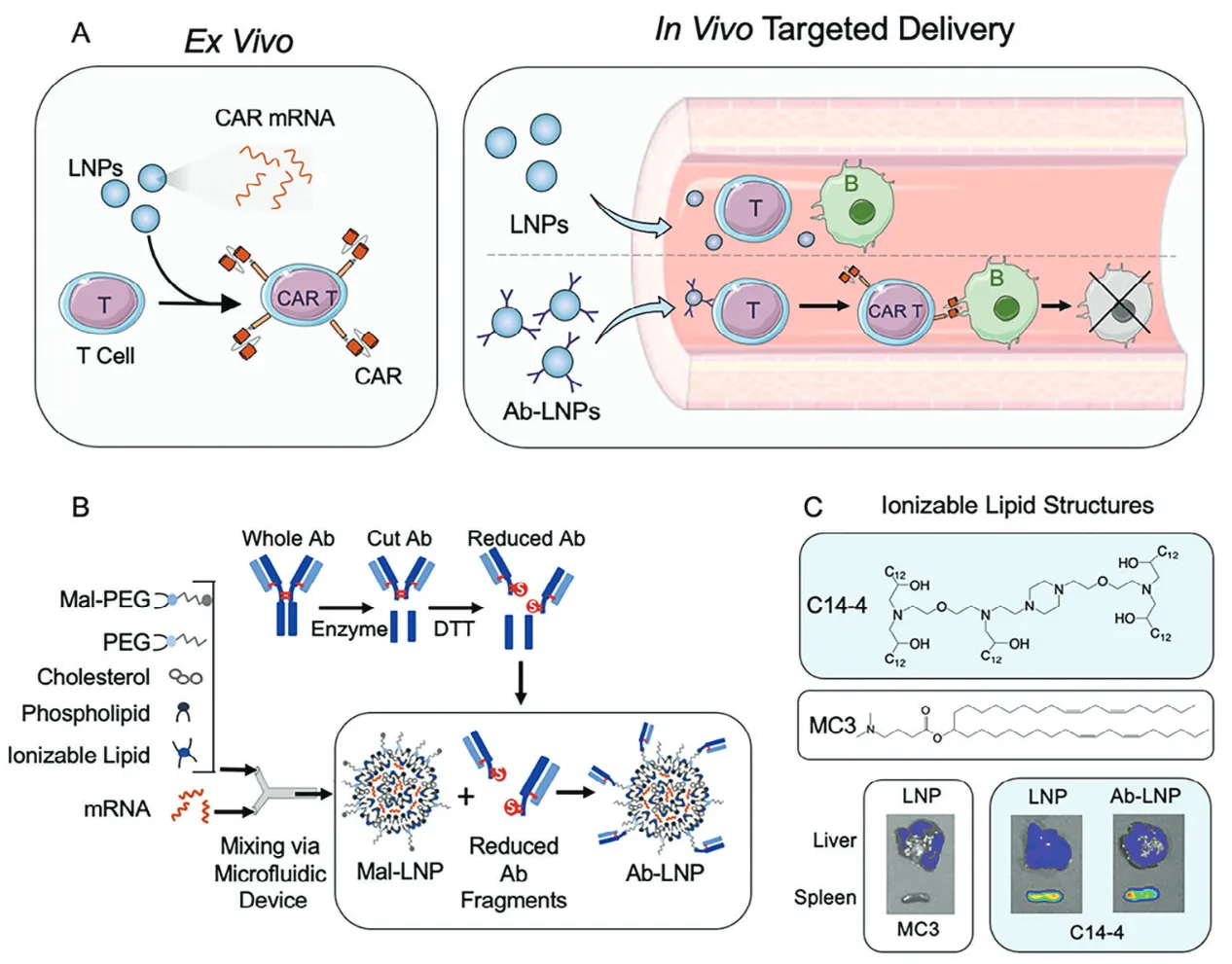 抗体修饰LNPs靶向递送mRNA体内生成CAR-T细胞 - 知乎
