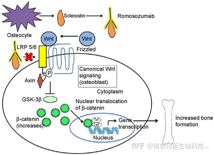 SOST细胞筛选模型 - 知乎