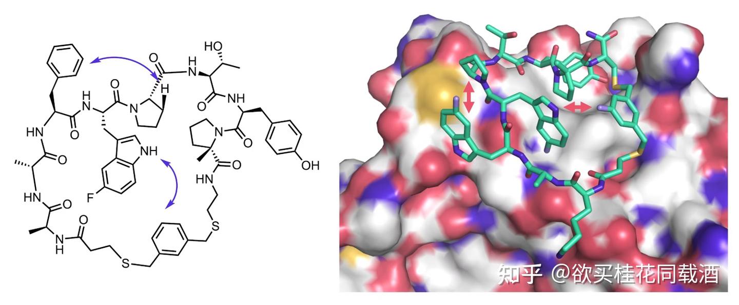 MK-0616 PCSK9 inhibitor - 知乎