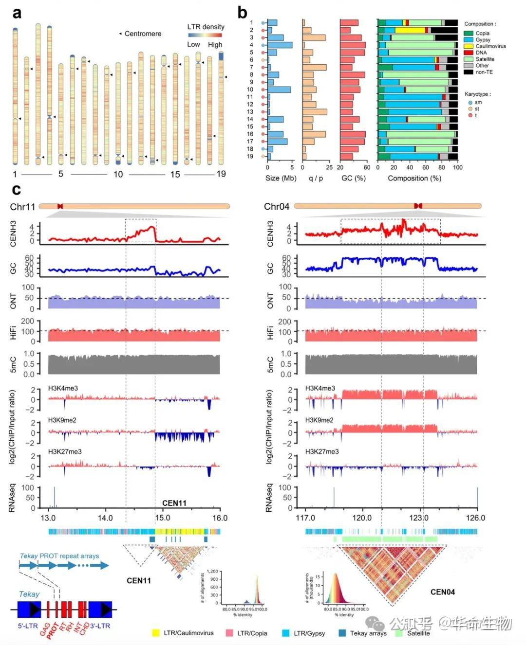 NP精选丨本氏烟草T2T基因组解析着丝粒复杂结构和演化 - 知乎