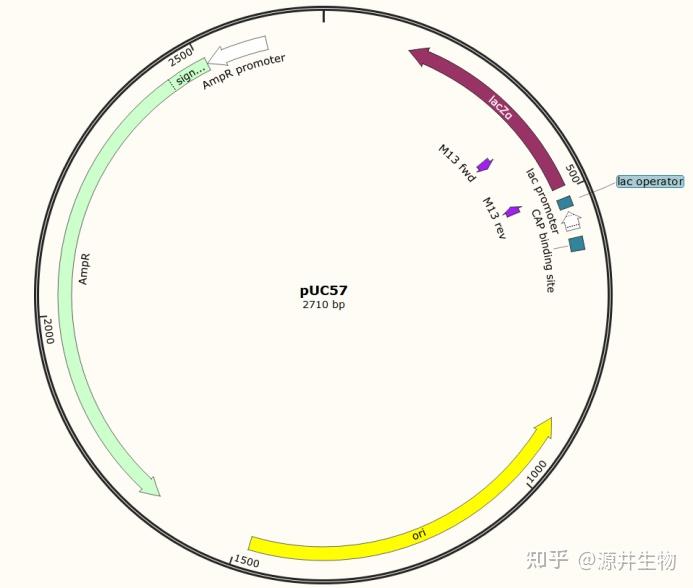 SnapGene 使用教程 - 知乎