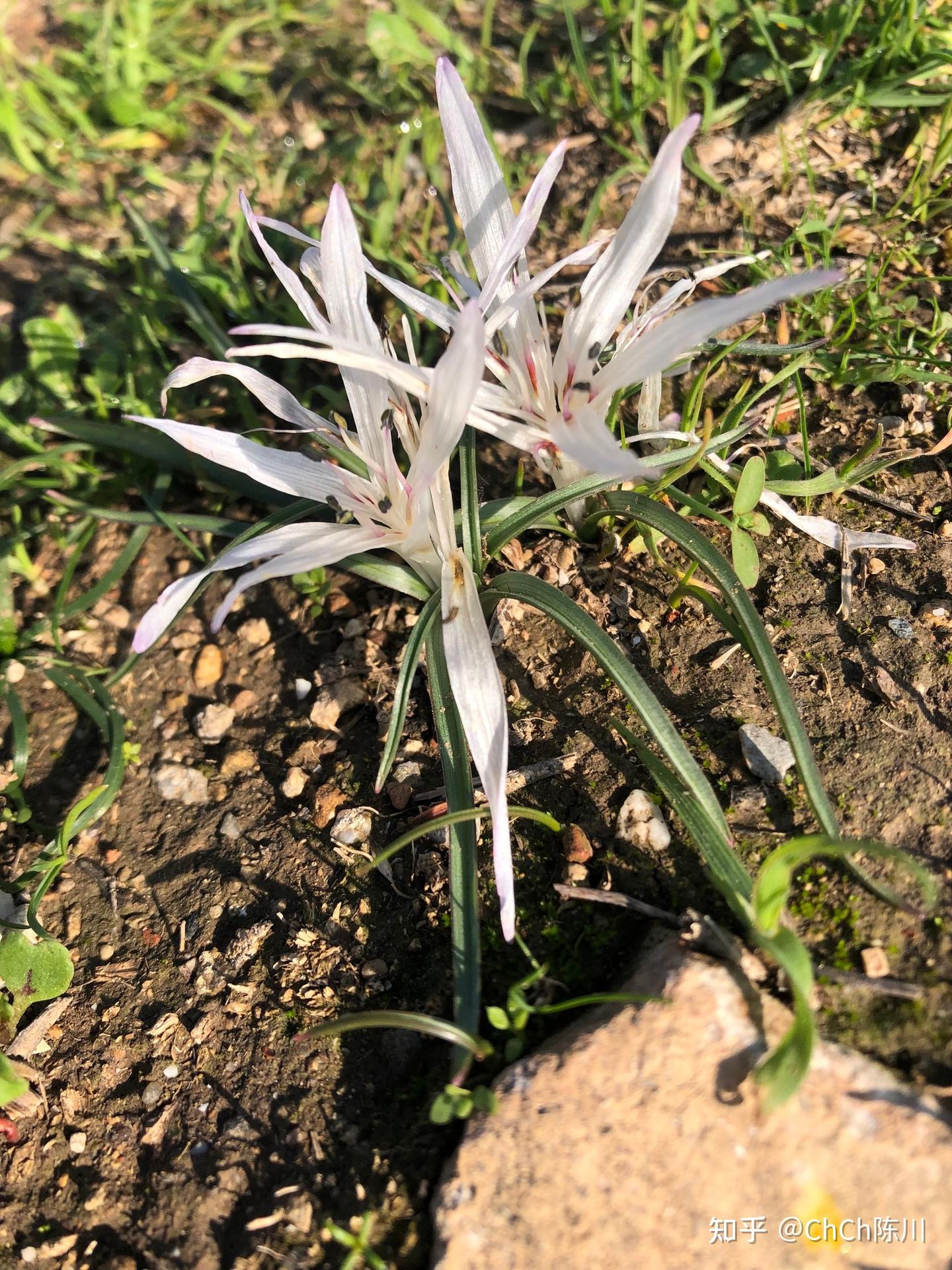 多肉植物全图鉴17：秋水仙科（Colchicaceae），秋水仙属（Colchicum） 原始种A-H - 知乎