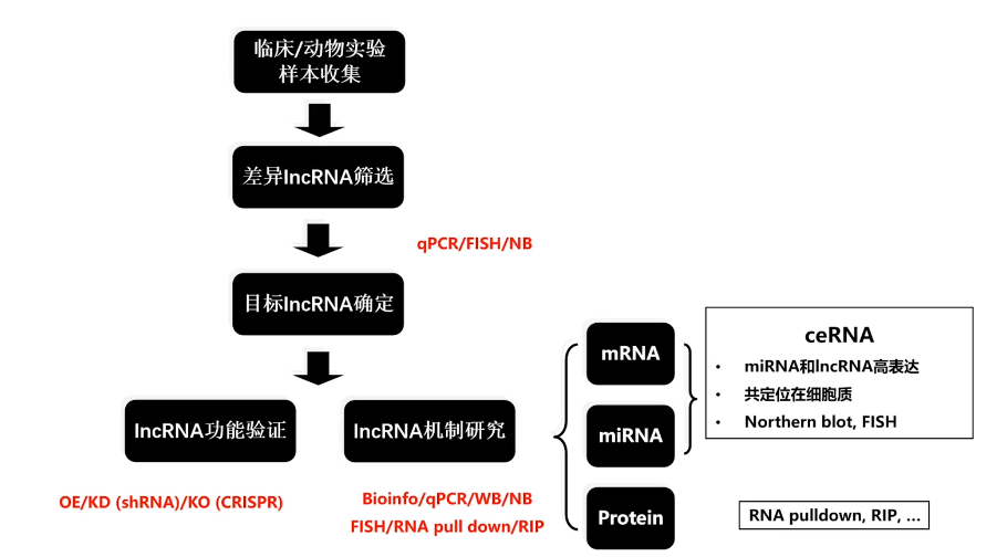 lncRNA的四大作用模型 - 知乎