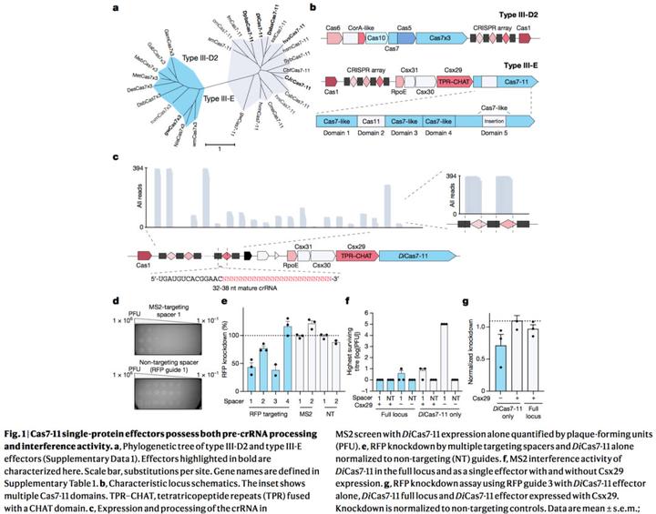 Nature | 兼备特异性和无毒性的CRISPR/Cas7-11介导的RNA打靶 - 知乎