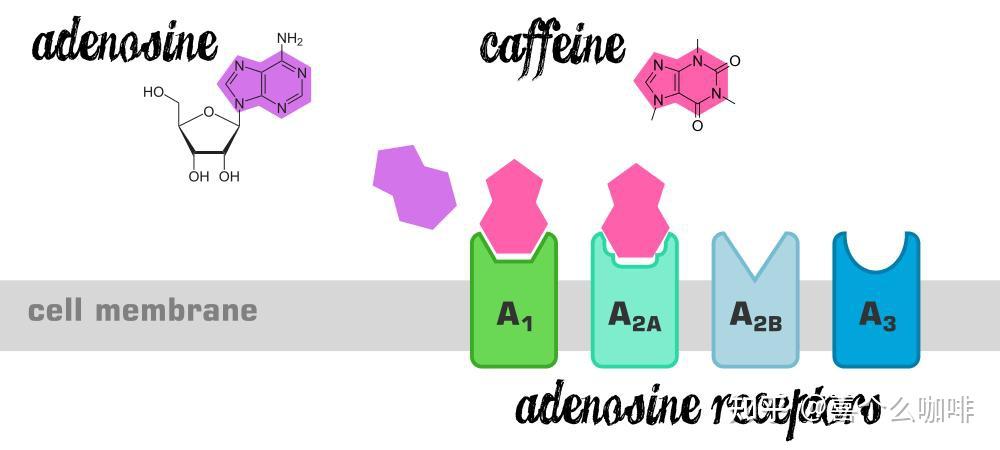 咖啡对大脑的正向影响，科学解释来了！ - 知乎