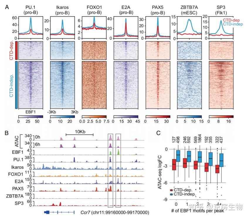 【文献解读】EBF1对于维持祖B细胞局部染色质可及性至关重要 - 知乎