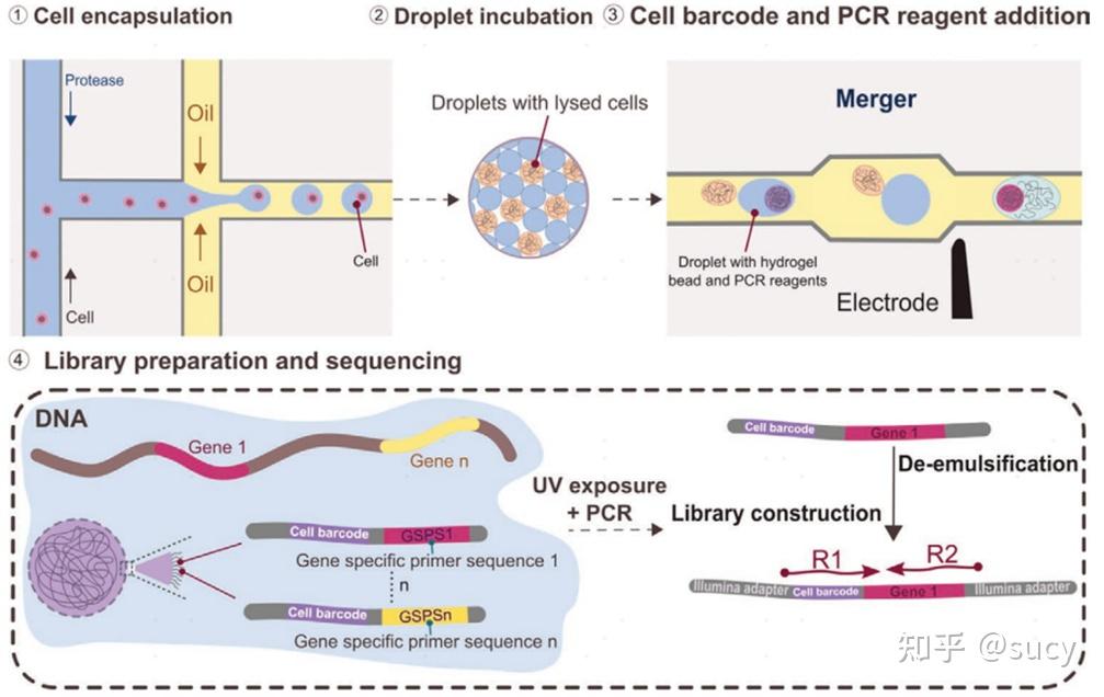 单细胞分离方法与barcode beads设计 - 知乎
