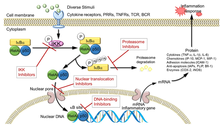 NF-kB信号通路与炎症 - 知乎