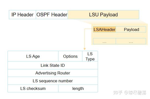 OSPF-1类Router LSA学习 - 知乎