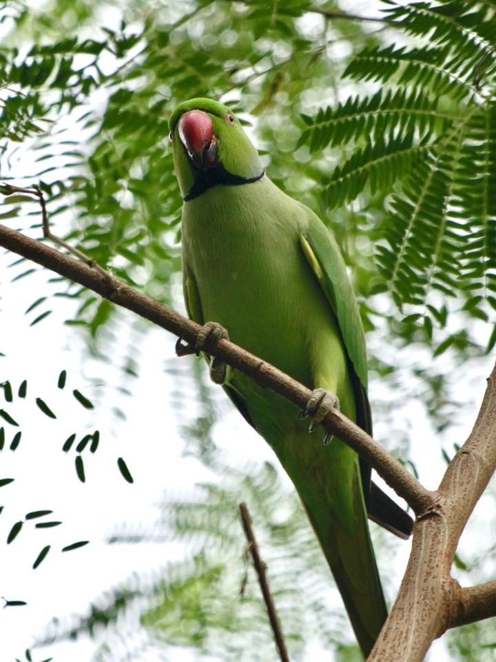 DEBERTA：解耦注意力的解码增强型BERT - 知乎