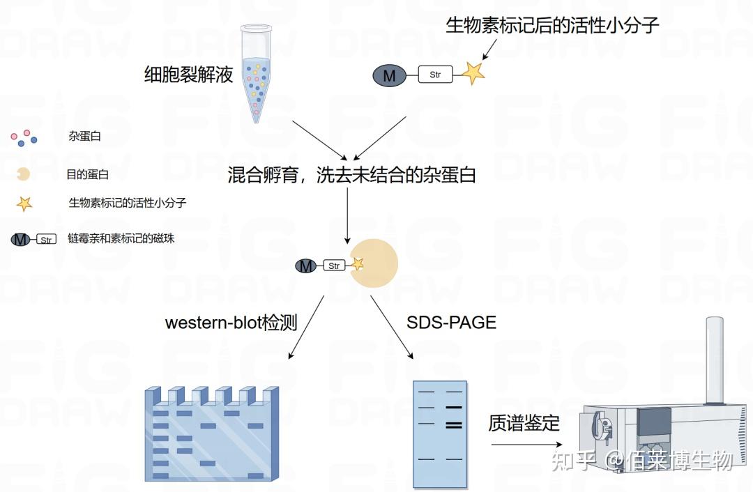 小分子pull-down实验服务 - 知乎