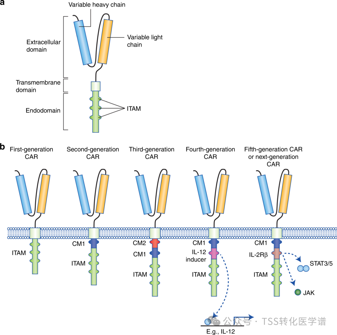 通用型CAR-T细胞的研发进展 - 知乎