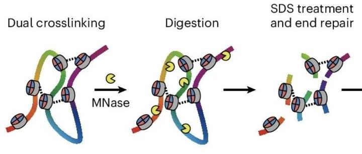 NG｜谢晓亮团队开发单细胞Micro-C技术，首次解析高分辨率3D基因组及"多增强子枢纽"结构 - 知乎