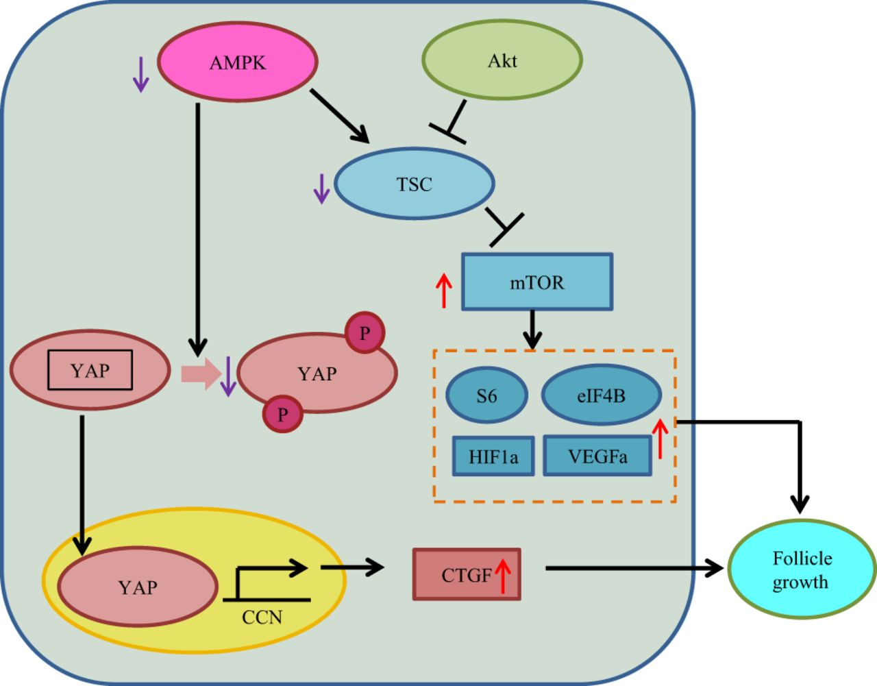 AMPK抑制剂通过AMPK-TSC2-mTOR-eIF4B/S6信号通路促进卵泡发育 - 知乎