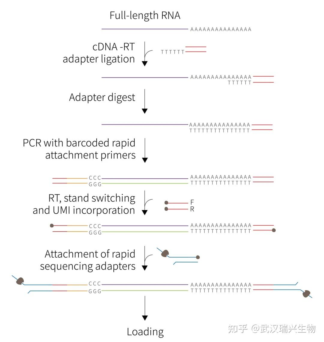 三代测序：ONT全长转录组测序和Direct RNA测序技术 - 知乎