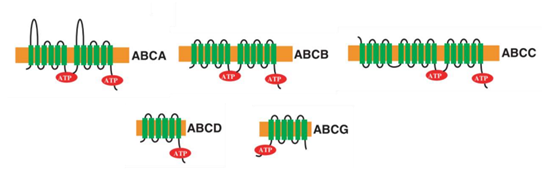 国内首家：IPHASE ABC家族BCRP转运体膜囊泡研发成功！ - 知乎