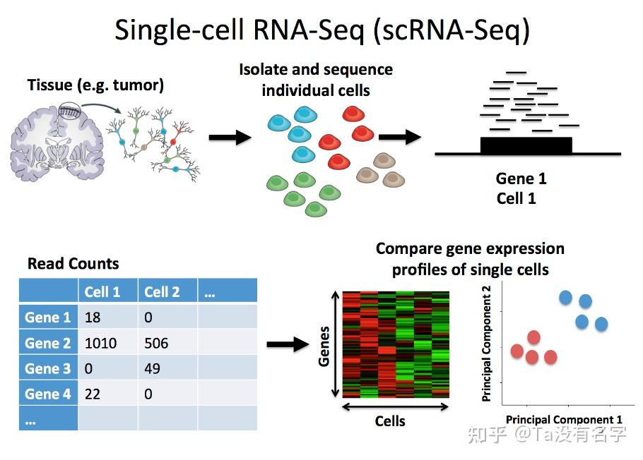 一篇文章带你走进scRNA-seq单细胞转录组分析 - 知乎