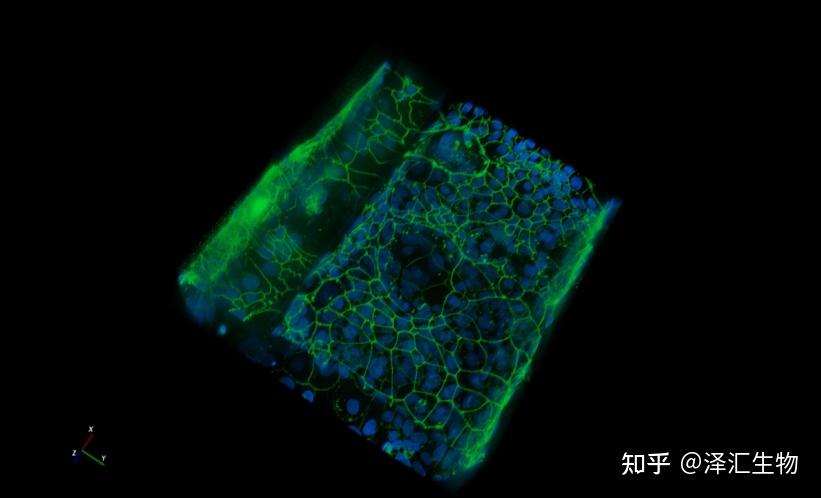 高效肠道屏障功能检测方案：安捷伦Cytation＋艾玮得器官芯片 - 知乎